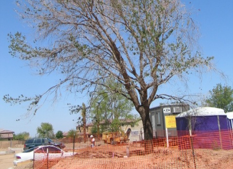 Tree Protection Zone Installation In Toronto, CA | Tree Doctors Inc.