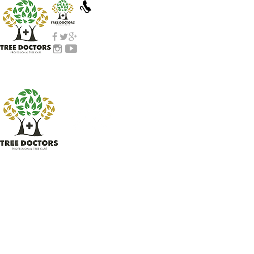 Lion Tailing Tree: Hazards, Effects, and Proper Care | Tree Doctors Inc.