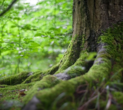 Managing Surface Roots | Tree Doctors Inc.