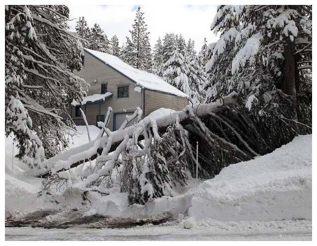 Protecting Trees from Snow, Ice and Salt Damage | Tree Doctors Inc.