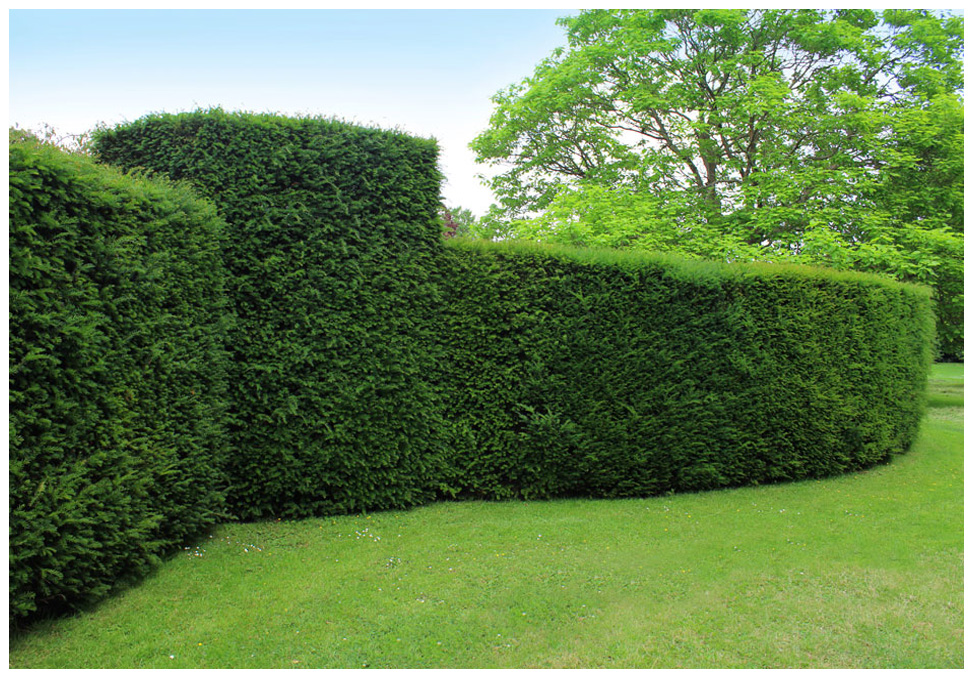 Hedge Trimming Services in Toronto | Tree Doctors Inc.