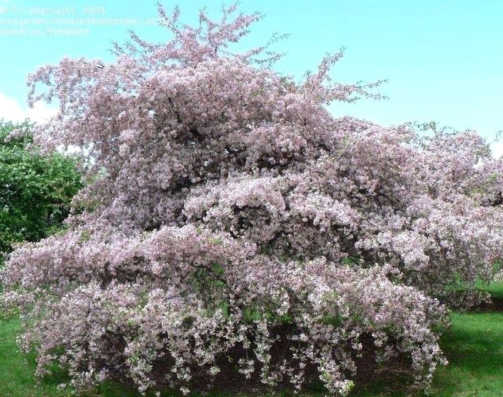 How to Grow the Ever-flowering Crabapple Tree | Tree Doctors Inc.