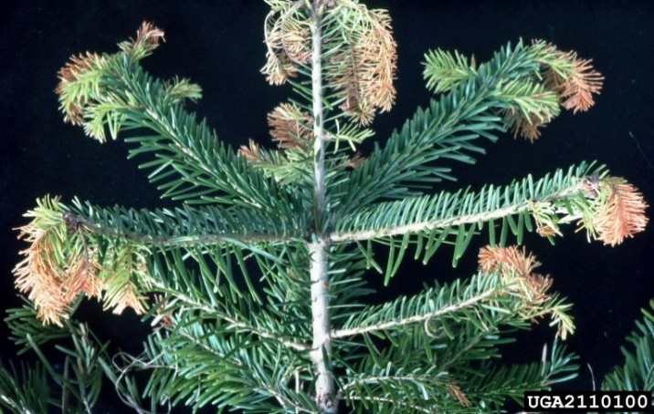 Fir | Abies | Tree Doctors Inc.