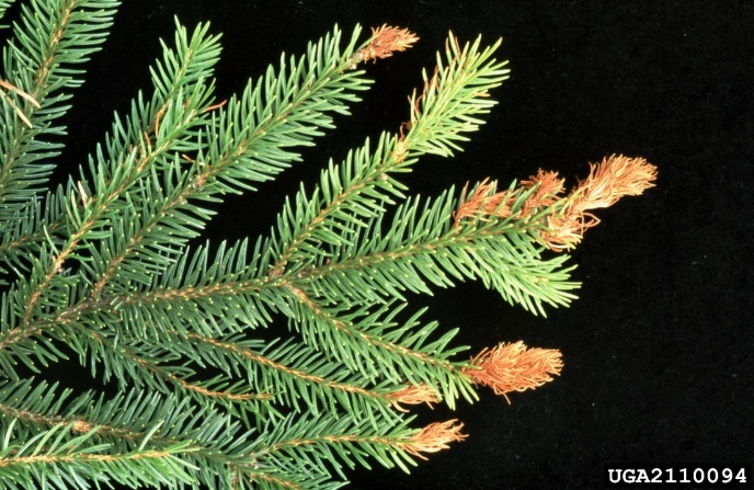Fir | Abies | Tree Doctors Inc.