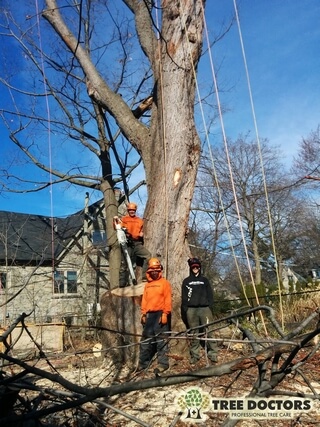 Full Range of Tree Care and Removal Services in Toronto and GTA